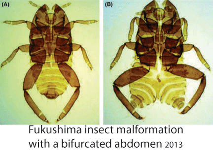 Deformities in Fukushima plants and insects « nuclear-news